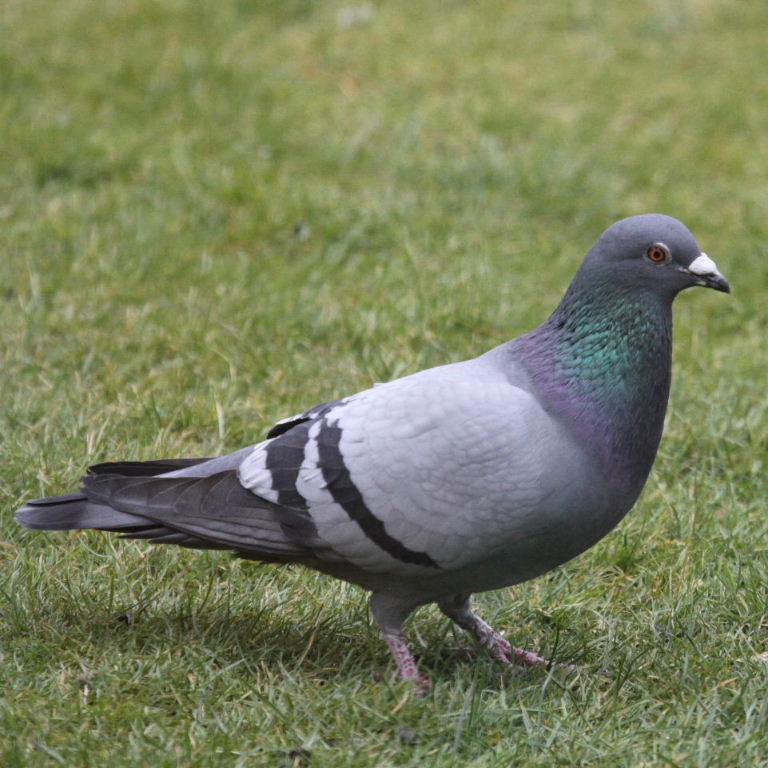 Feral Pigeon Colours And Patterns Feral Pigeon Colours And Patterns
