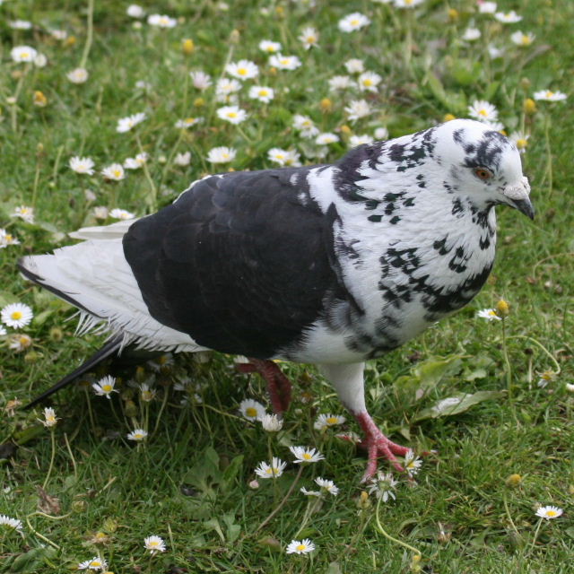 Rock, Stock and Feral: the Feral/Town Pigeon