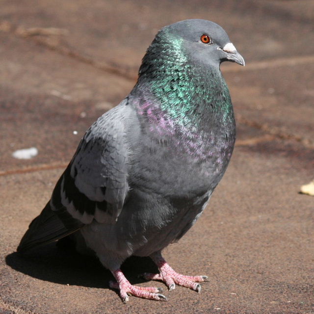 Rock, Stock and Feral: the Feral/Town Pigeon