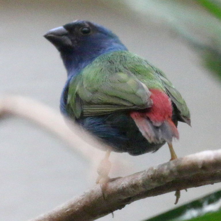 Forbes Parrot Finch