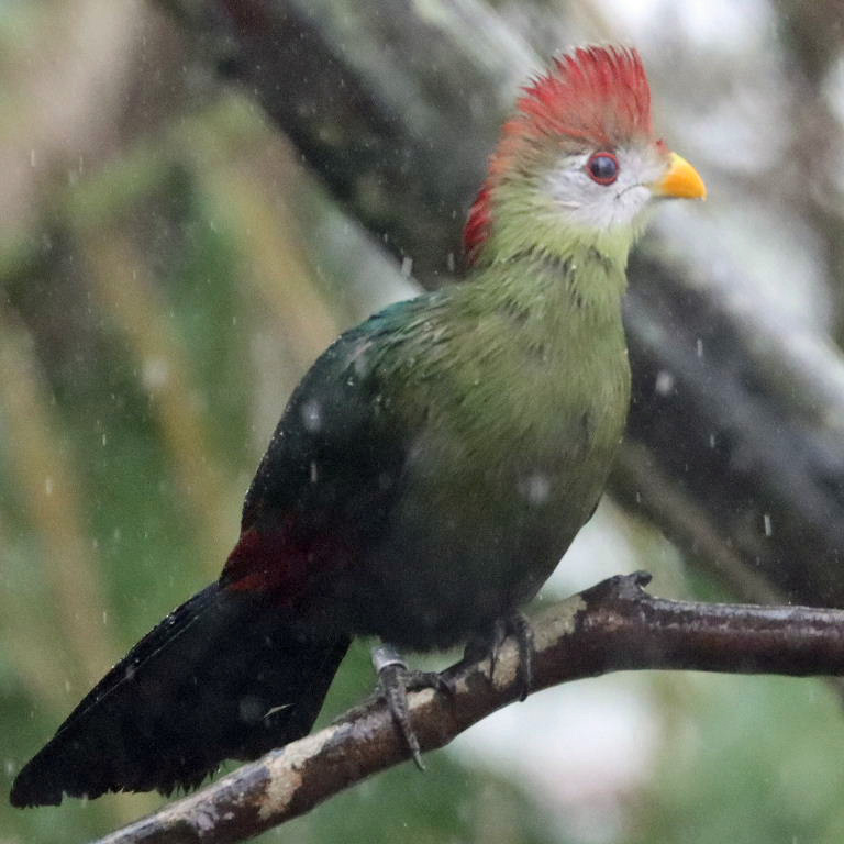 Red-crested Turaco