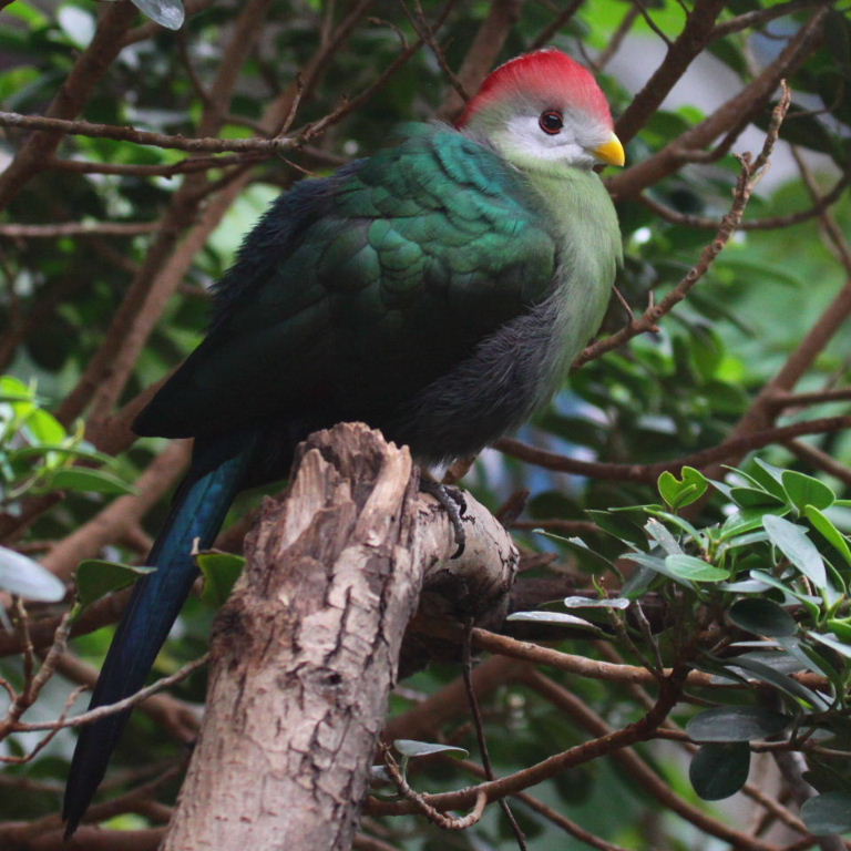 Red-crested Turaco