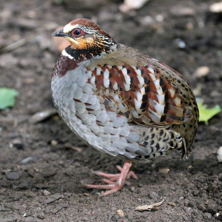 Hill Partridges