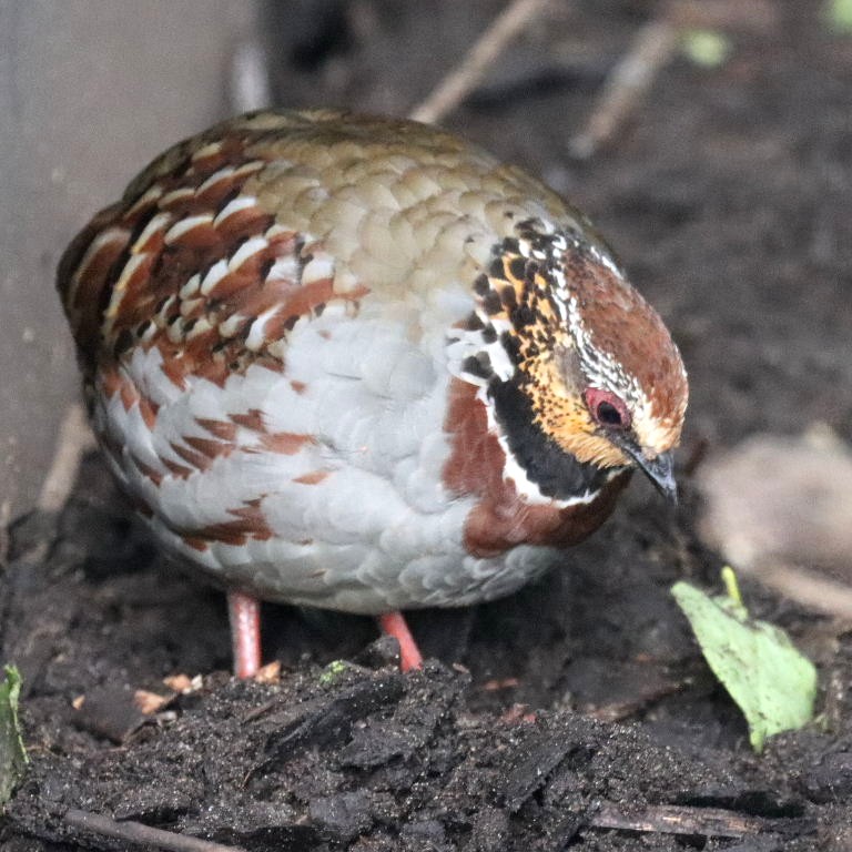 Hill Partridges