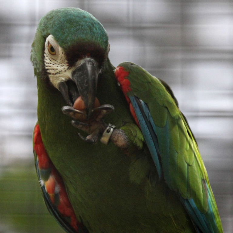 Chestnut-fronted Macaw