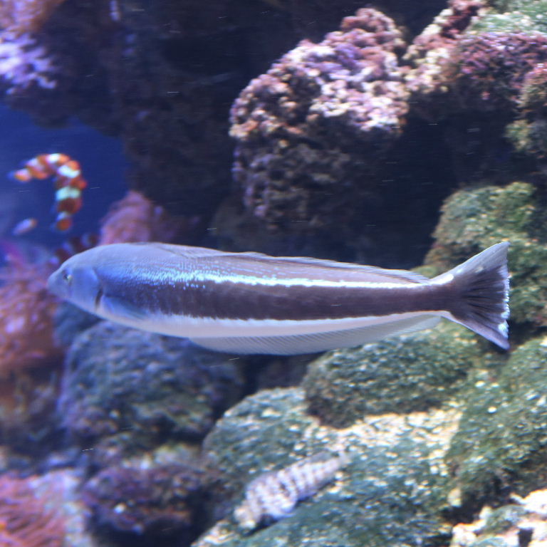 Blue Blanquillo Tilefish