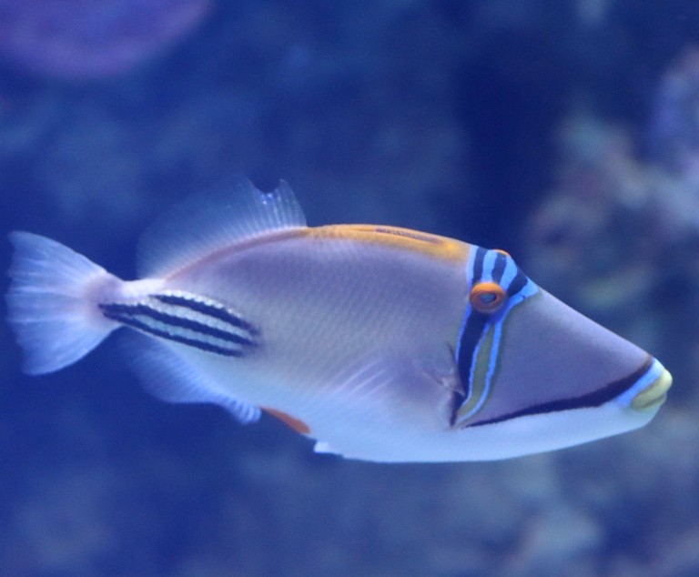 Picasso Triggerfish