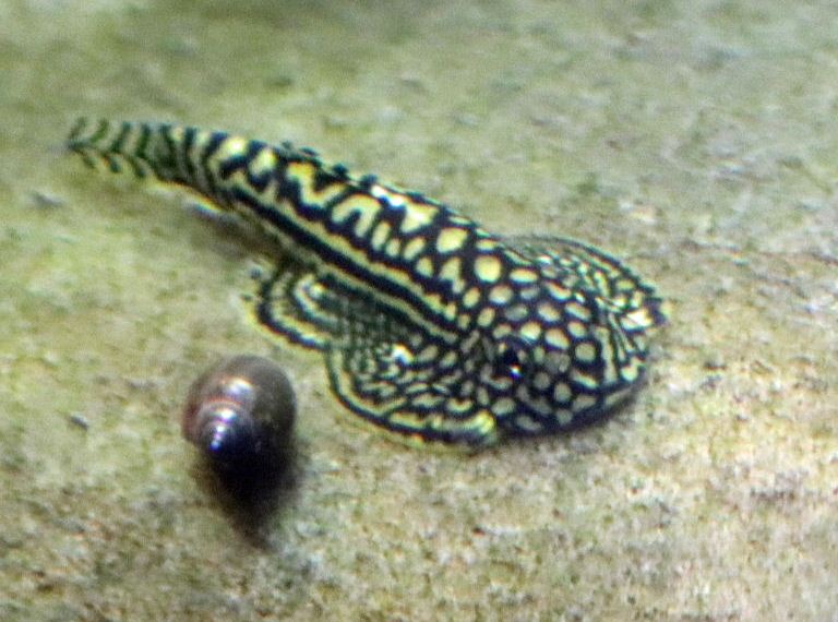Spotted Hillstream Loach