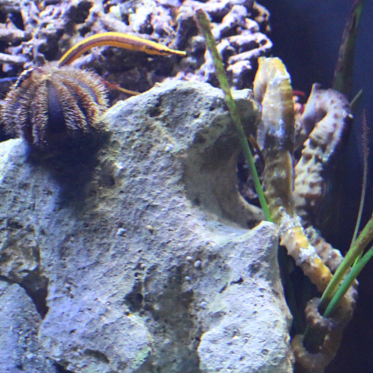 Blue-striped Pipefish