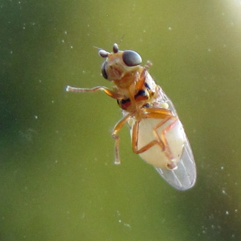 Yellow Swarming Fly