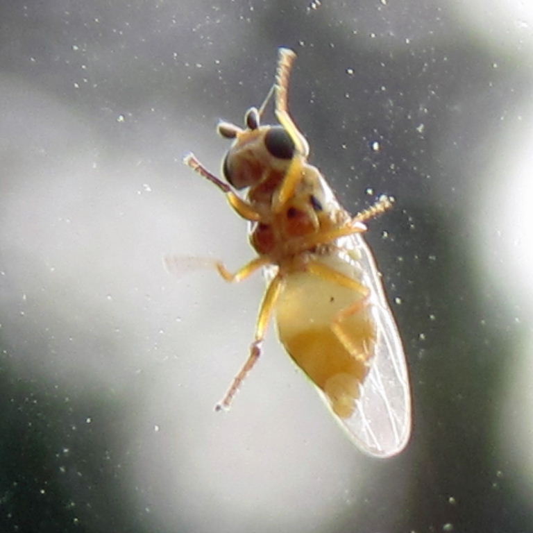Yellow Swarming Fly