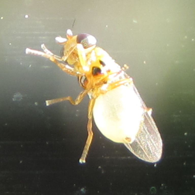 Yellow Swarming Fly