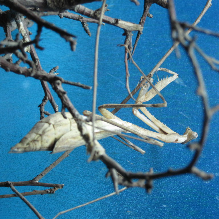 Desert Praying Mantis