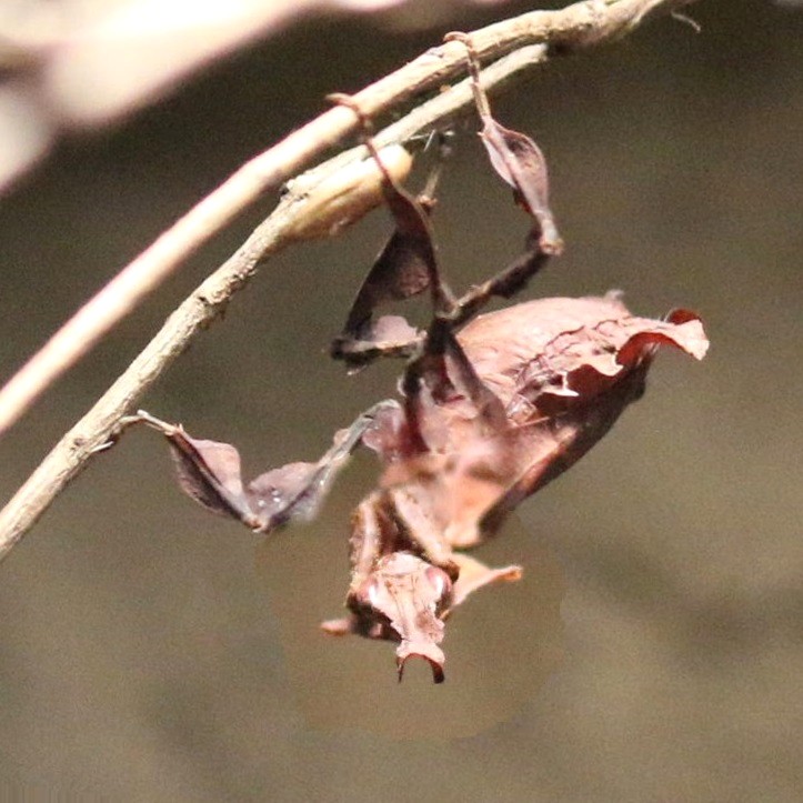 Ghost Mantis