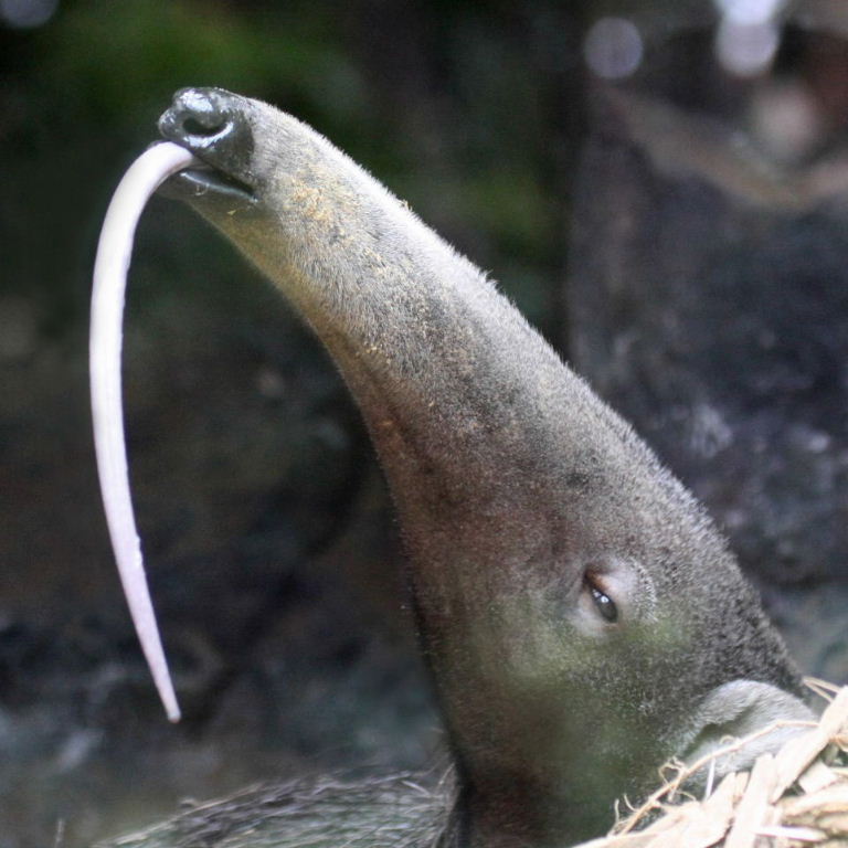 Giant Anteater Giant Anteater