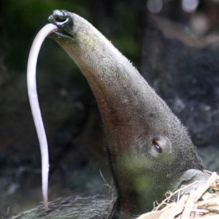 Giant Anteater Giant Anteater