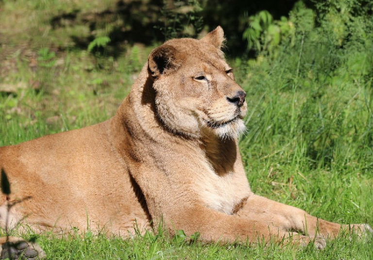 Barbary Lion