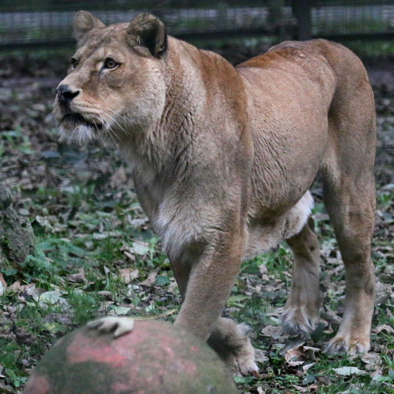 Barbary Lion