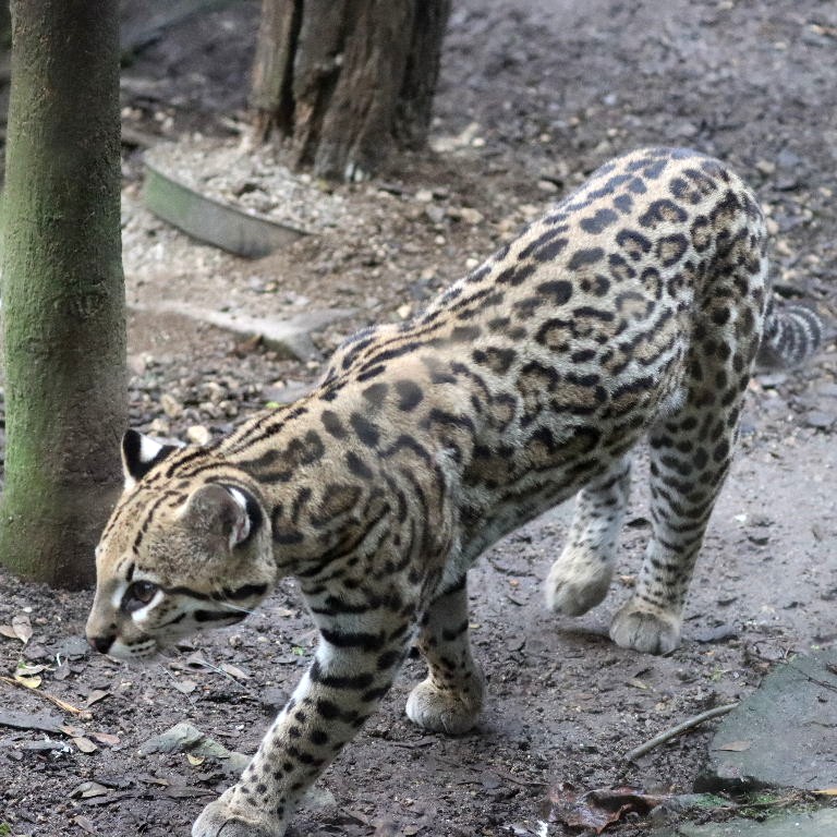 Ocelot