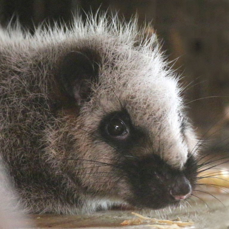Northern Luzon Giant Cloud Rat