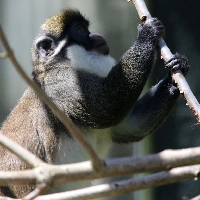 Lesser Spot-nosed Guenon