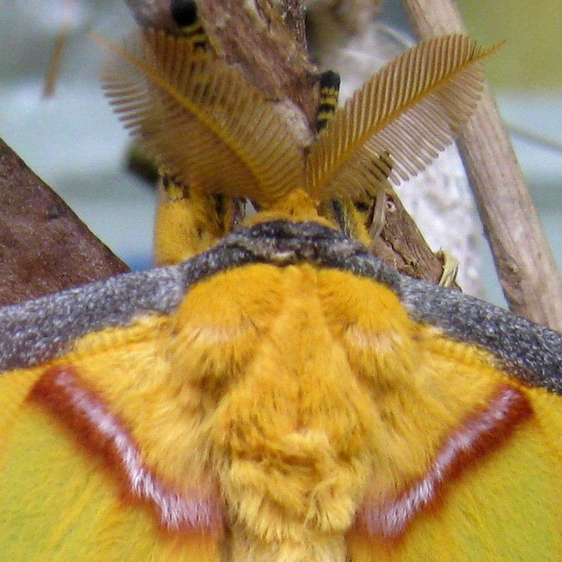 Moon Moths Moon Moths
