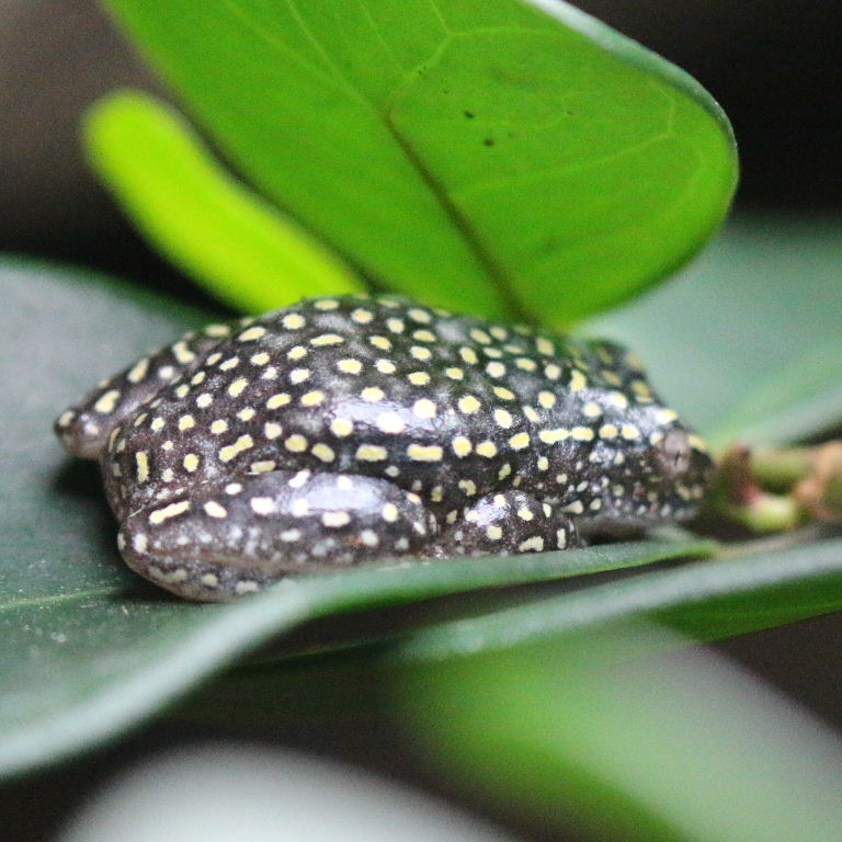 Whitebelly Reed Frog