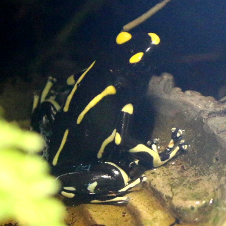 Dyeing Poison Dart Frog