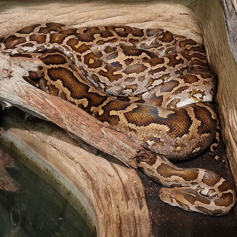 Indian Rock Python