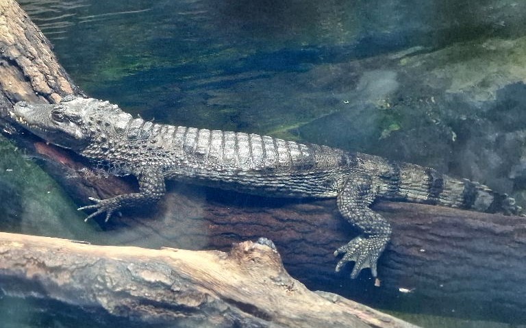 Spectacled Caiman